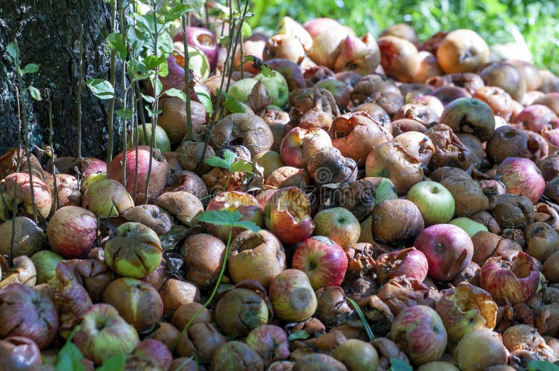 Rotting apples stock photo. Image of apples, fruit, decaying - 194926016