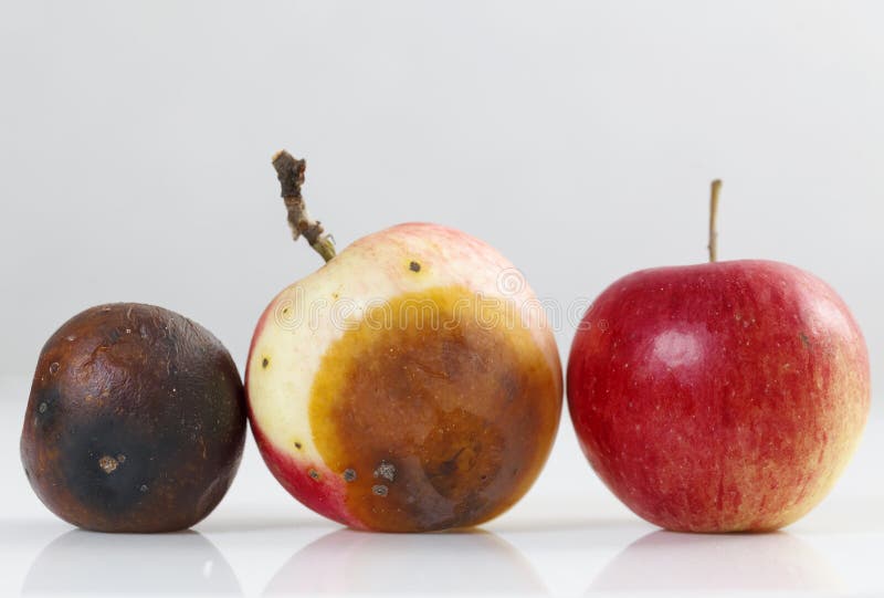 Rotting Apples on a Wooden Table Stock Photo - Image of spot, close ...