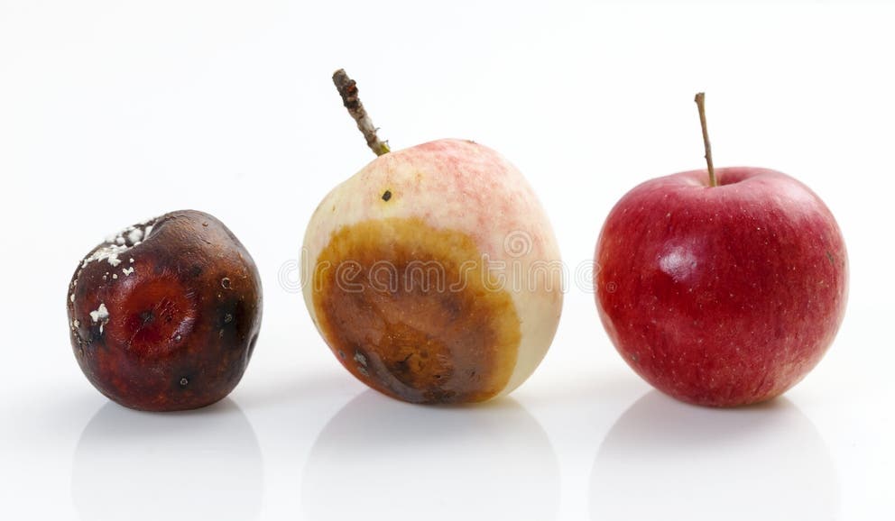 Rotting Apples on a Wooden Table Stock Image - Image of closeup ...