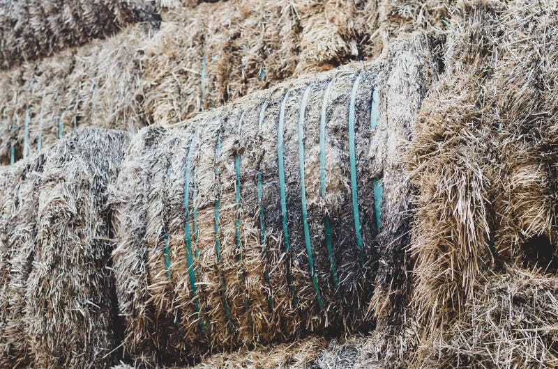 Rotting Bales of Hay on the Farm. Stack of Rectangular Bales of Dry ...