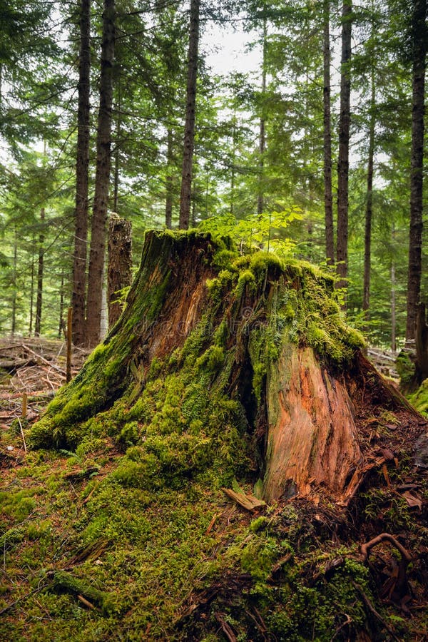 Cedar Stump stock photo. Image of rings, cedar, stump - 79222776
