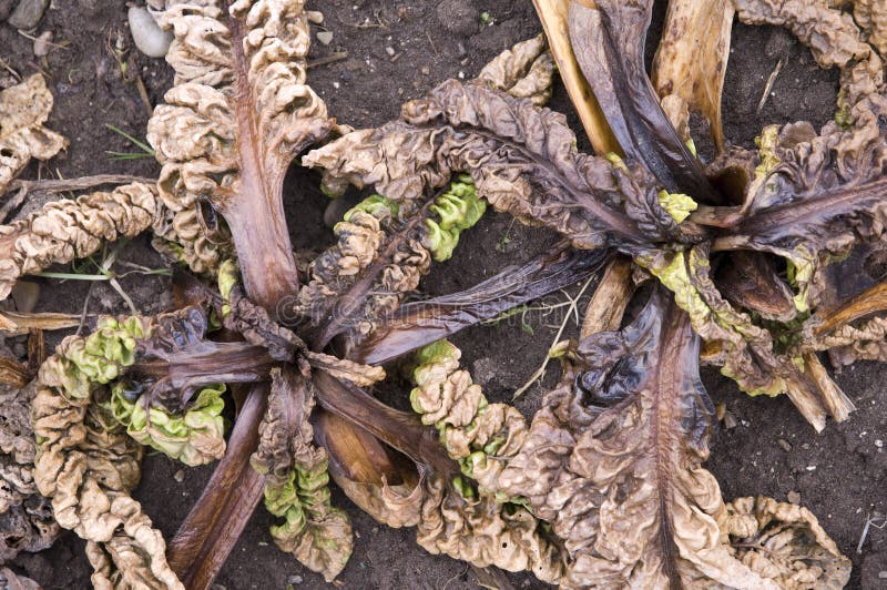 1,247 Rotting Vegetables Stock Photos - Free & Royalty-Free Stock ...