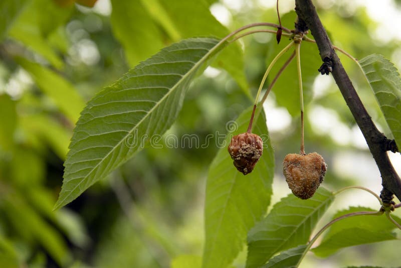 Rotting Cherry Fruit on a Tree Affected by the Disease Stock Photo ...