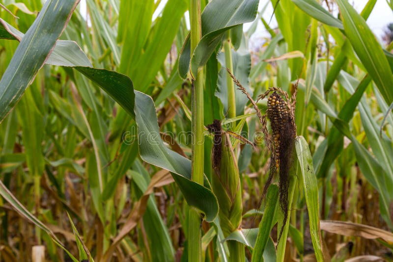 Rotting Corn Still on the Stalk Stock Photo - Image of october, produce ...