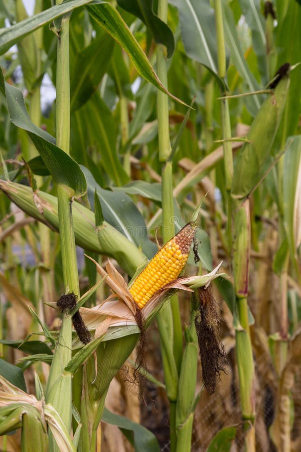 Rotting Corn Still on the Stalk Stock Photo - Image of garden, natural ...