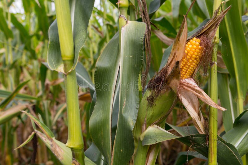 Rotting Corn Still on the Stalk Stock Photo - Image of ripe, pumpkin ...