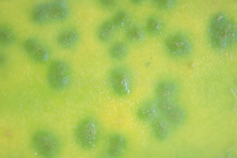 Rotting cucumber texture stock photo. Image of rubbish - 141422762