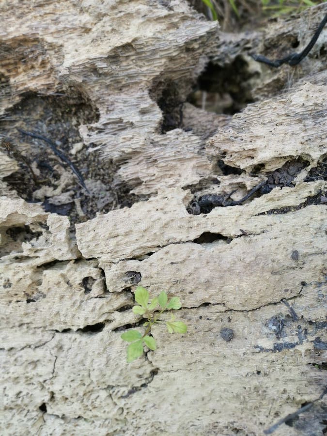 Rotting or Decaying Tree Trunk on the Field Stock Image - Image of ...