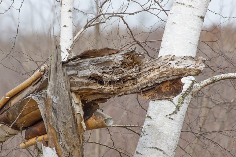 Rotting / Decomposing White Birch Tree that Has Fallen and Got Stuck in ...