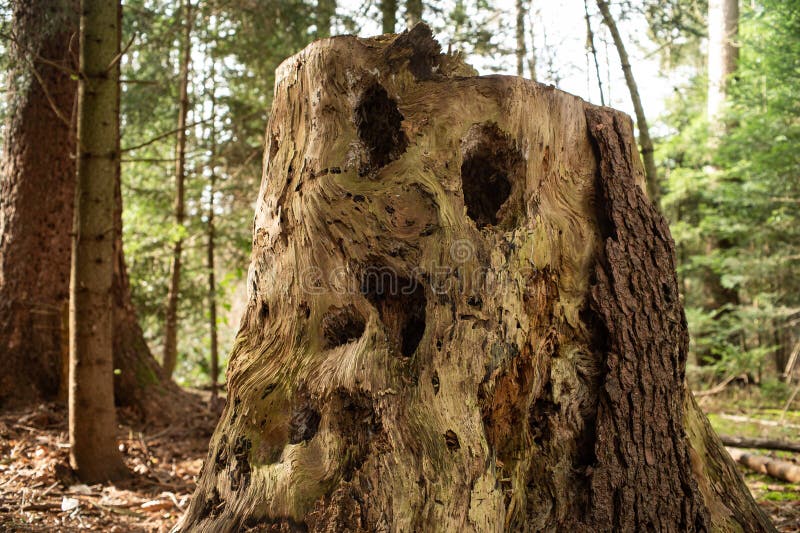 A Rotting Dried Up Tree Trunk in a Forest. Low Angle Close Up Shot, No ...