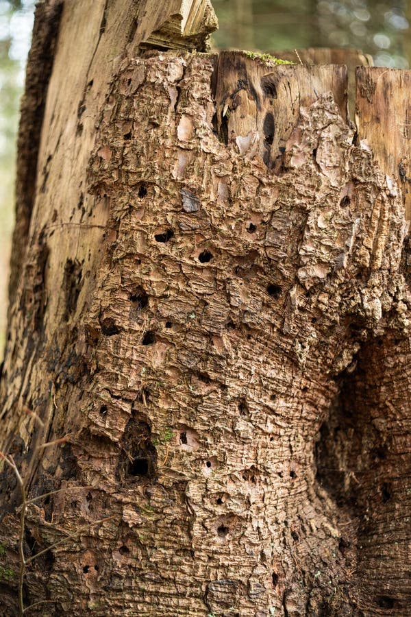 A Rotting Dried Up Tree Trunk in a Forest. Low Angle Close Up Shot, No ...