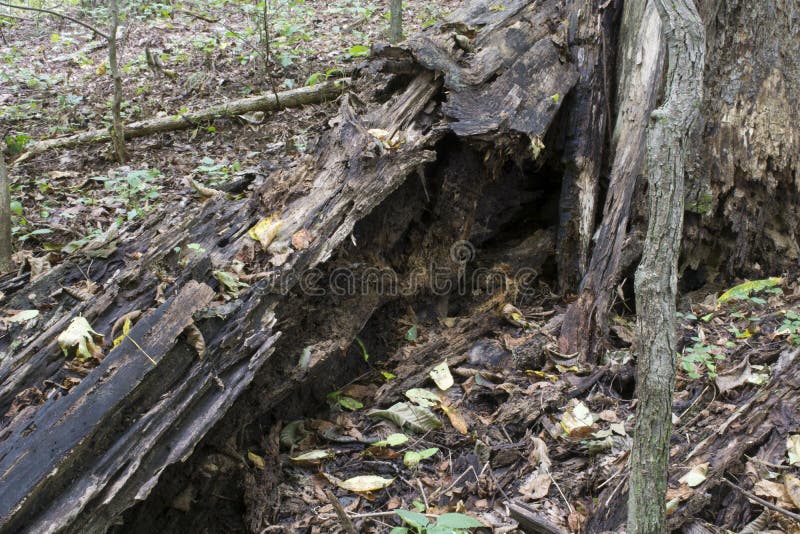 An Old Decaying Tree On The Forest Floor Stock Image - Image of color ...