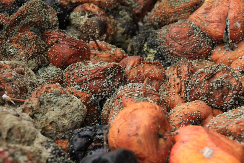 Rotting fruit in a box. stock photo. Image of fungus - 112909482