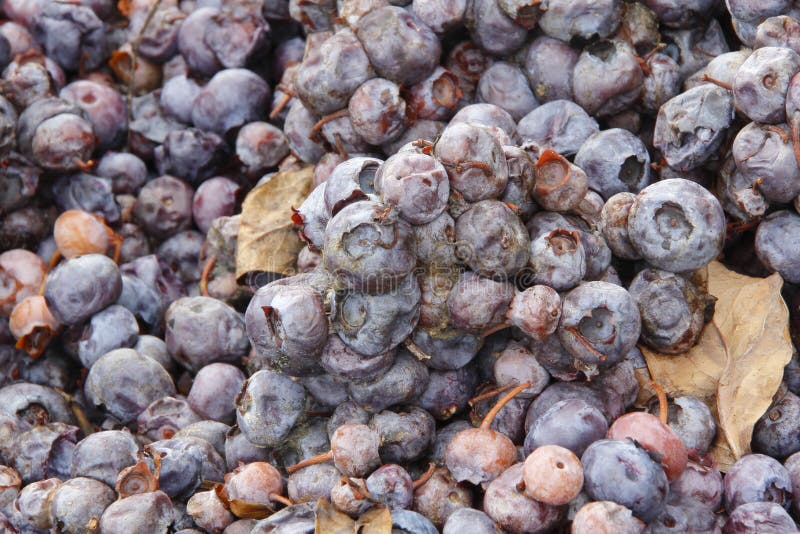 Damaged Blueberry Fruit Stock Photos - Free & Royalty-Free Stock Photos ...