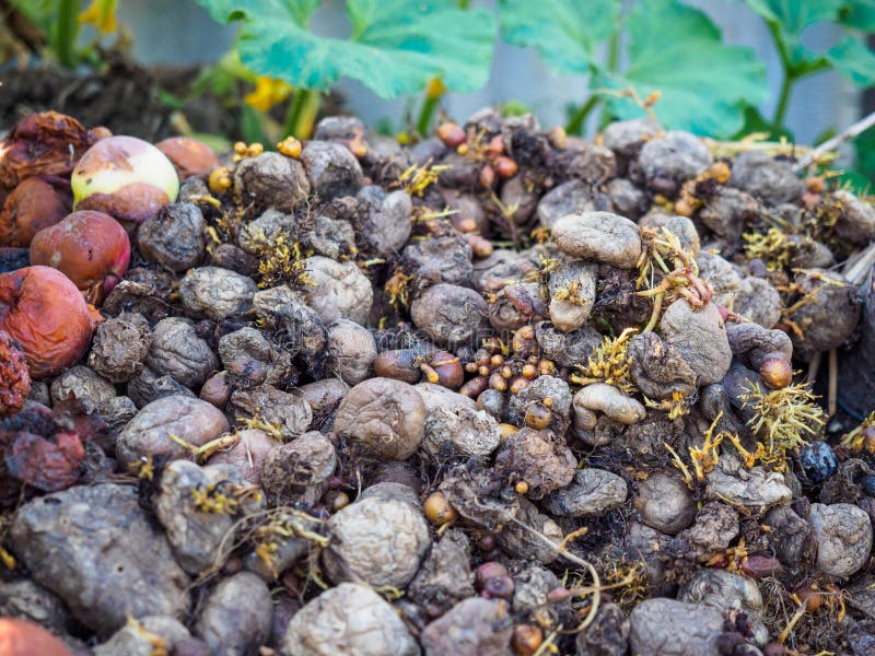 Rotting Fruit and Vegetables Close-up, Decaying View Stock Image ...