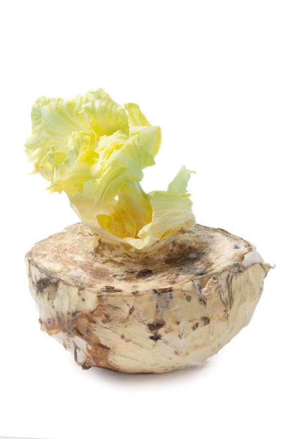 Rotting Head of Orange Cauliflower, Spots of Black Mold, Mildew Stock ...