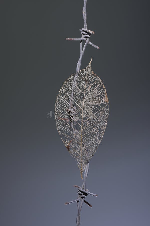 Rotting Insect Damaged Leaf Showing Intricate Patterns on Colourful ...