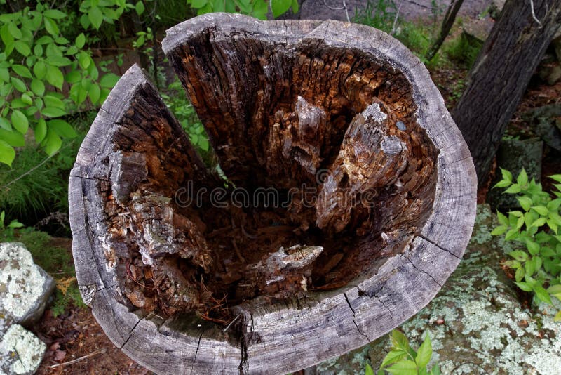 Hollowed-out, Weathered Tree Trunk Stock Image - Image of european ...
