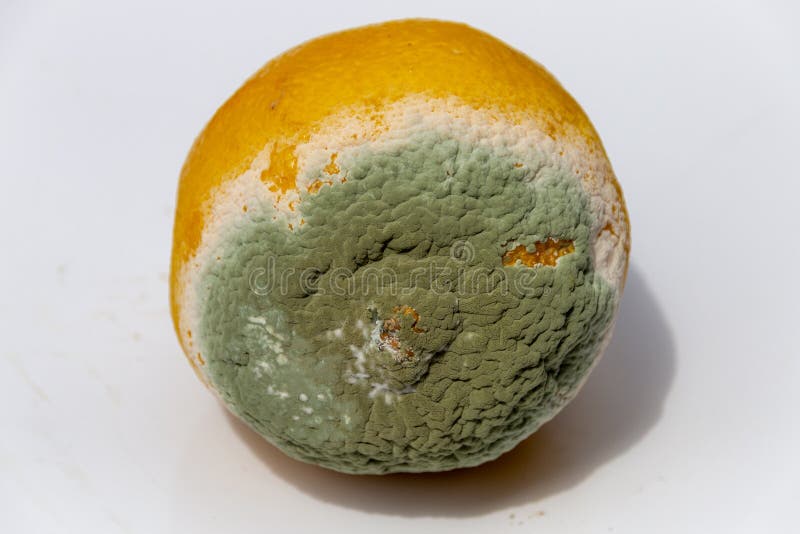 210 Rotting Lemon Stock Photos - Free & Royalty-Free Stock Photos from ...