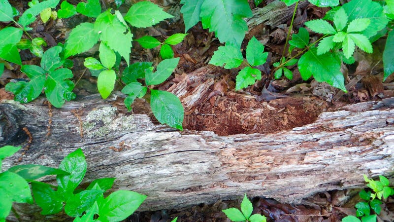 1,487 Rotting Log Forest Photos - Free & Royalty-Free Stock Photos from ...