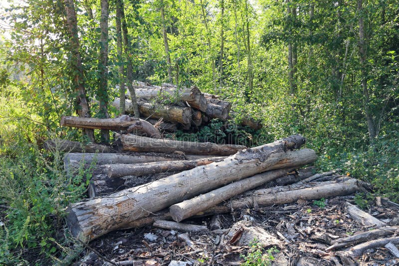 Rotting Logs of Birches Bunch in Forest Thickets, Environmental ...