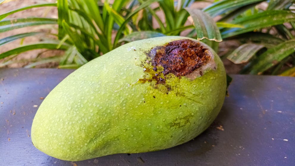 Rotting Mango stock photo. Image of flower, vegetable - 288344474