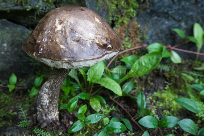 Rotting Mushroom stock image. Image of toadstool, fungi - 36325609