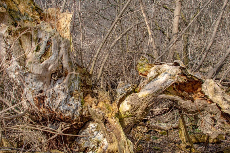 Rotting Old, Sick Trees in the Forest Stock Photo - Image of forest ...