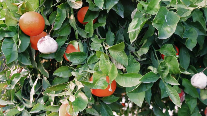Rotting Orange Tree Depicts the Agricultural Challenge of Mold ...