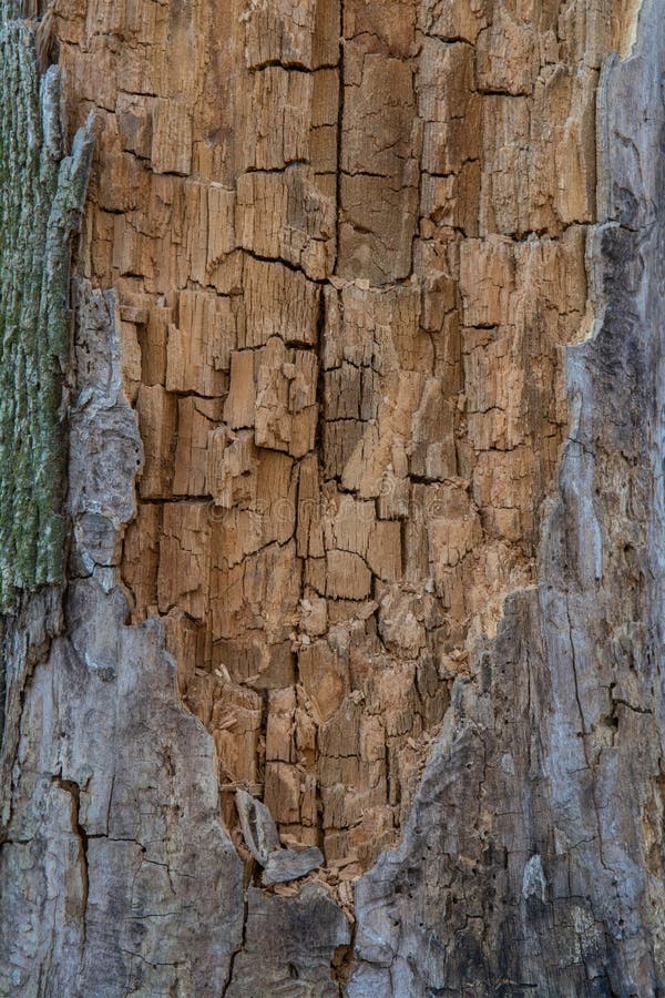 Tree Stump Rotting and Chipping Away Background Stock Photo - Image of ...