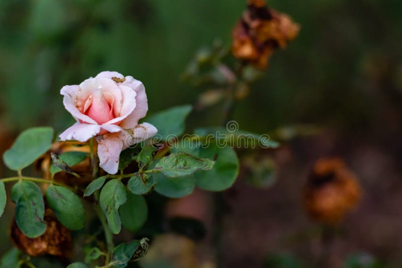 Rotting Pink Rose in Front of Dried Roses with Copy Space. Rotting ...