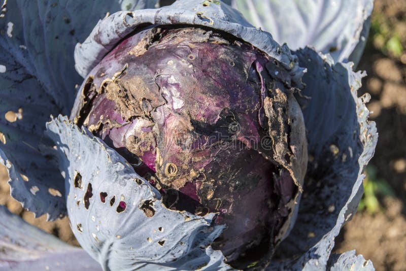 Rotting Cabbage on the Garden Ground Stock Image - Image of rubbish ...