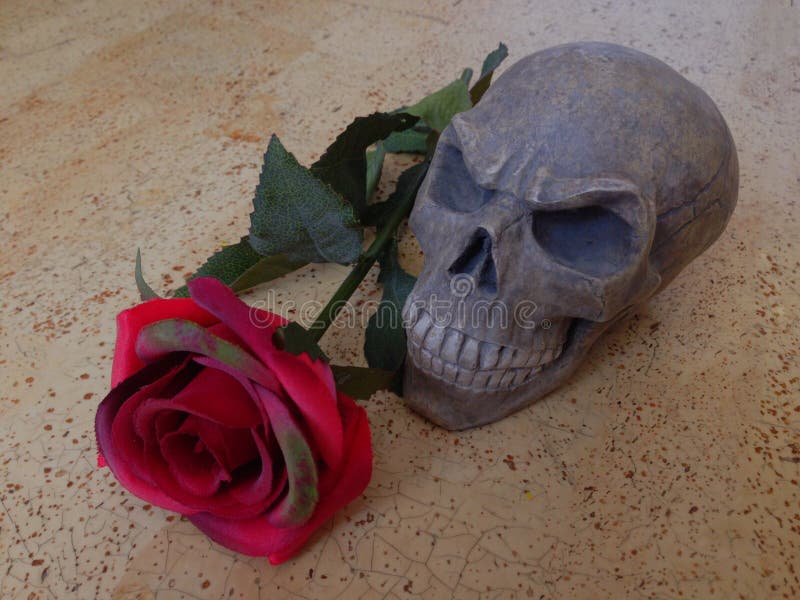 Rotting Rose stock photo. Image of rose, skull, rotting - 76654320