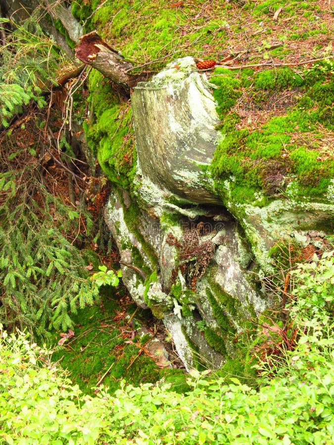 Rotting Tree Stump In Forest, Dead Wood, Biology, Rotten Stock Photo ...