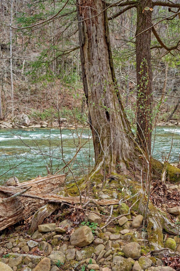 Rotting Tree Along the River Stock Image - Image of structure ...