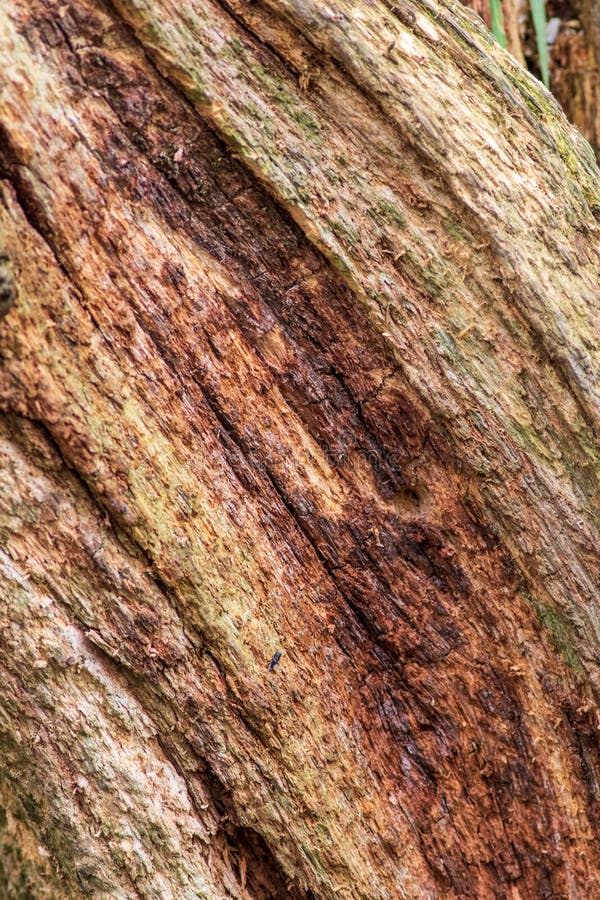 Rotting tree stock image. Image of hole, abstract, moss - 140600917