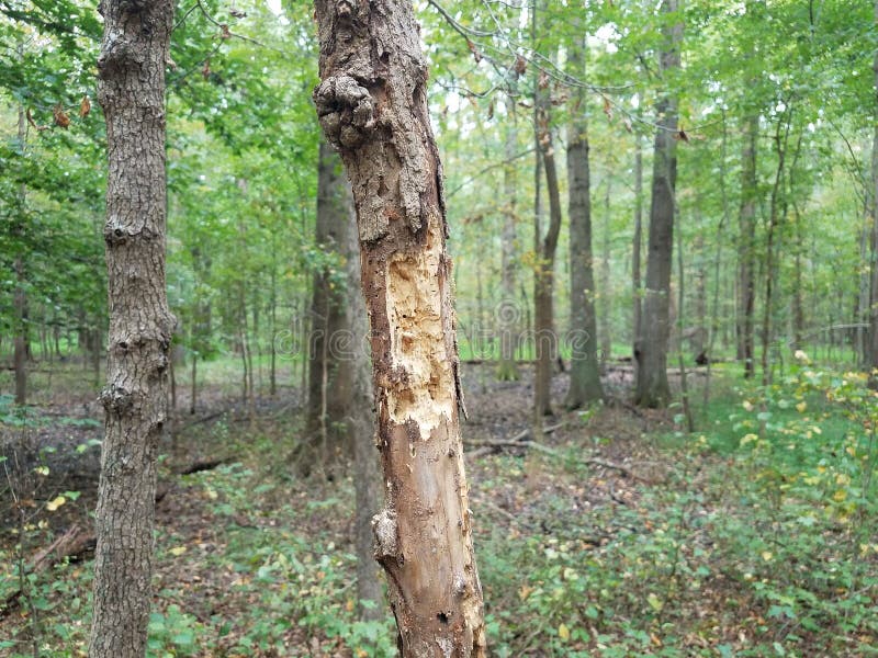 Rotting Tree Bark and Trunk in Forest or Woods Stock Photo - Image of ...