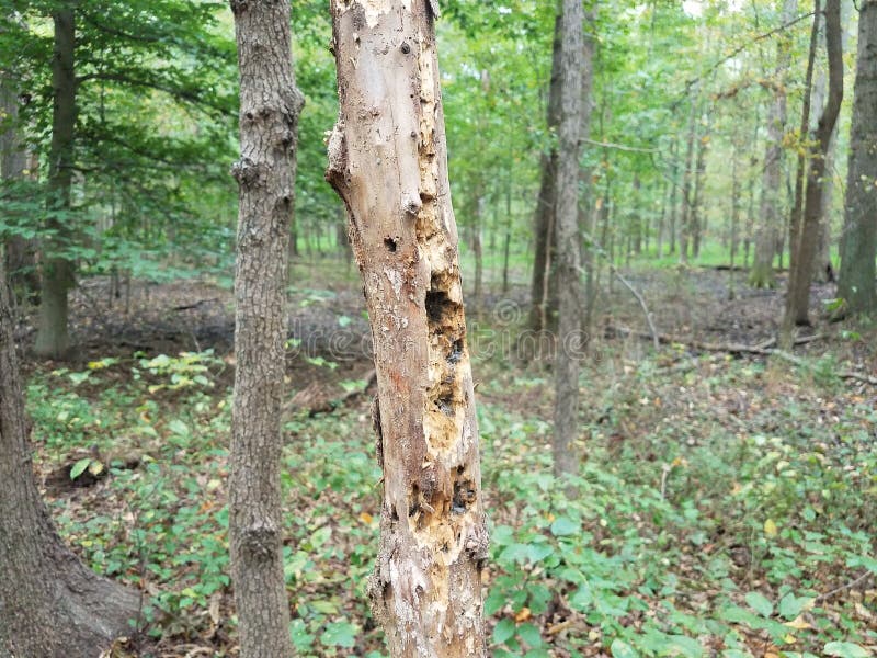 Rotting Tree Bark and Trunk in Forest or Woods Stock Image - Image of ...