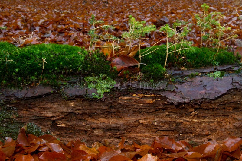 Rotting Tree Grown with Young Pine Trees 库存图片 - 图片 包括有 死亡, 生态系: 166027673