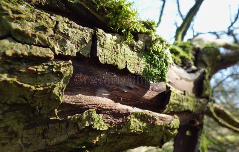 Rotting tree moss stock photo. Image of plants, aerial - 258736606