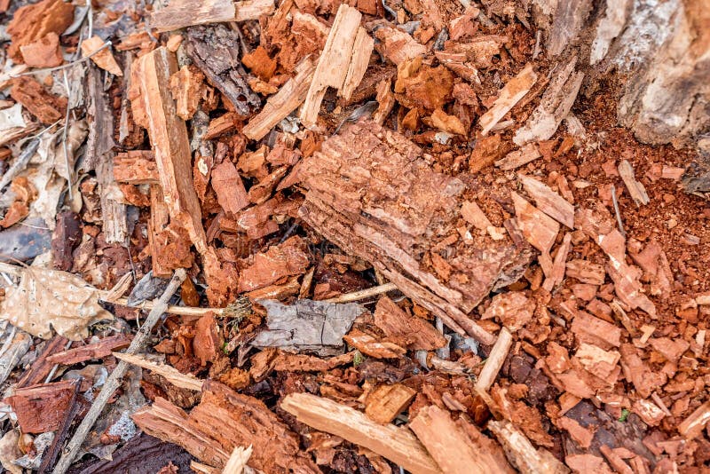 Rotting Tree Stump Background Stock Photo - Image of aged, board: 85678264