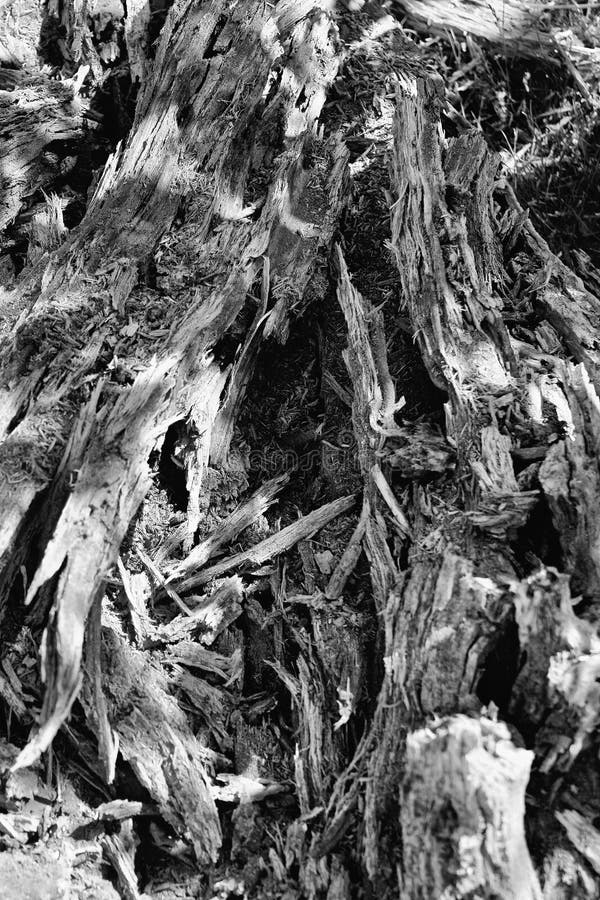 Inside Of A Rotting, Fallen Tree Completely Full Of Holes Of Woodworms ...