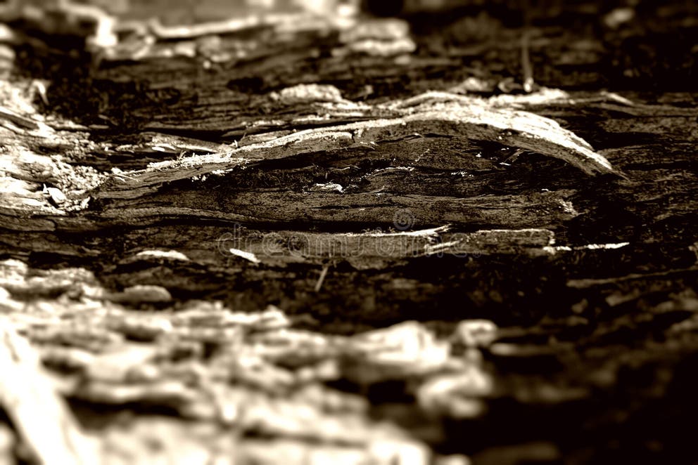 Rotting Tree Trunk Abstract Stock Image - Image of wood, tree: 121155589