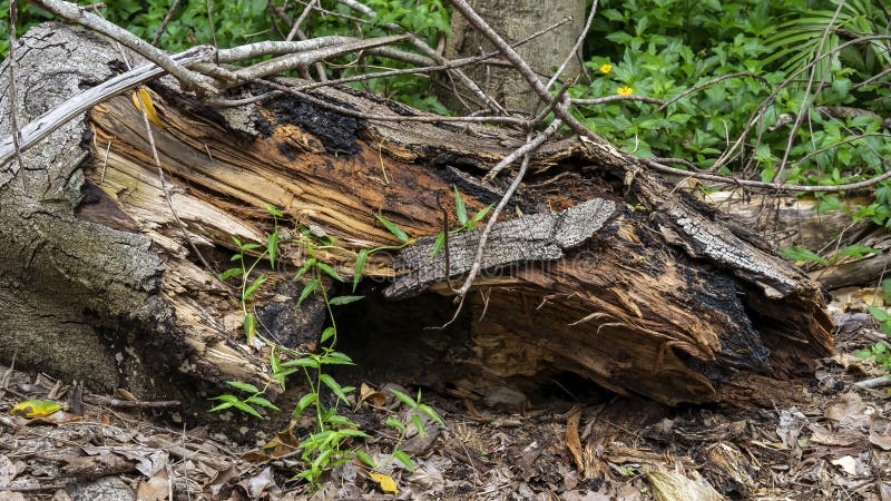 Rotting Tree Trunk stock photo. Image of outdoor, leaves - 208292098