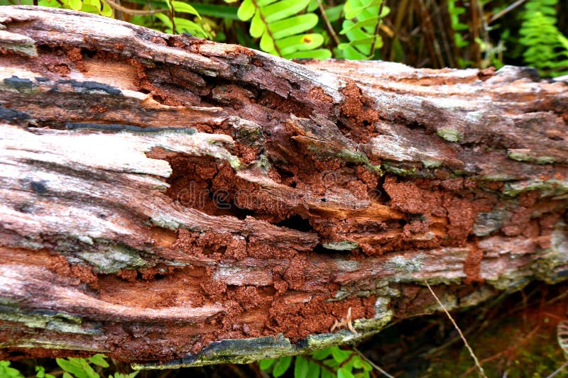 Rotting Tree Trunks stock image. Image of trunks, tree - 284649923