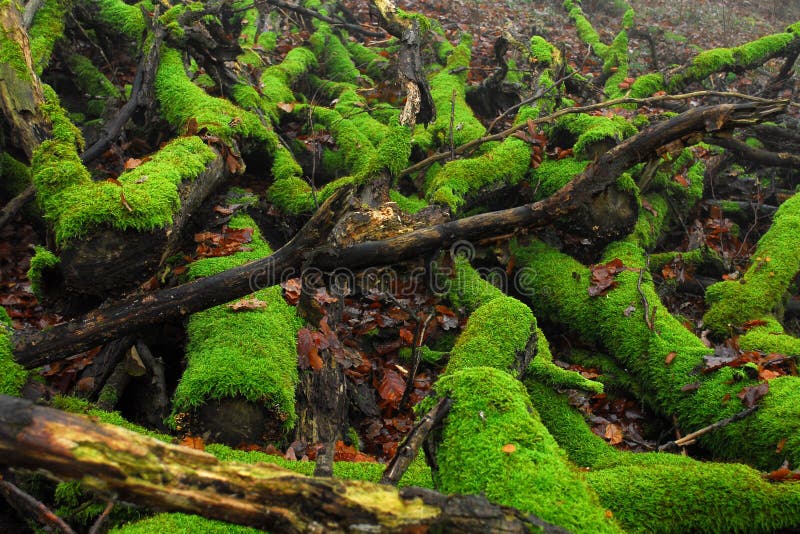 Rotting trees stock image. Image of trees, branches, fall - 28019421