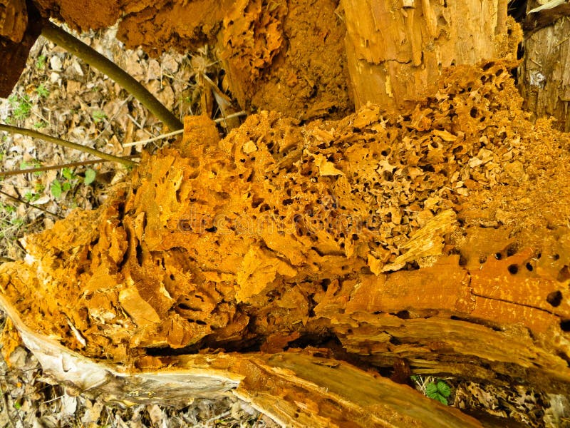 Rotting trunk stock photo. Image of natural, material - 77812492