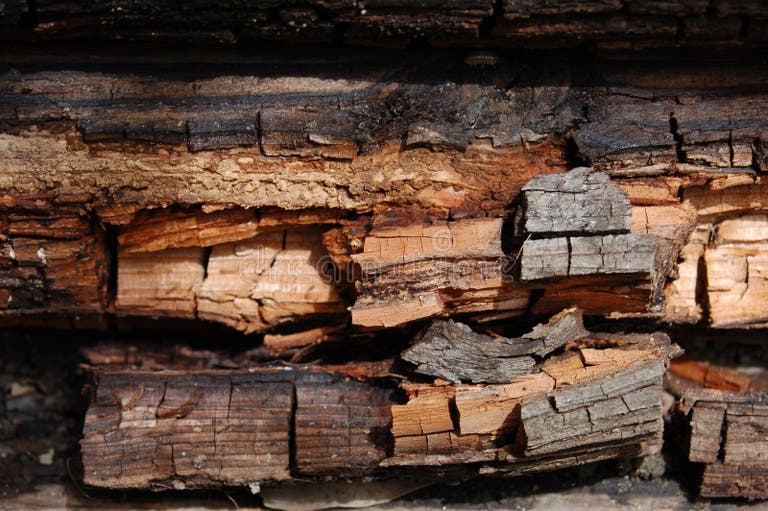 Rotting wood stock image. Image of wood, macro, background - 793075