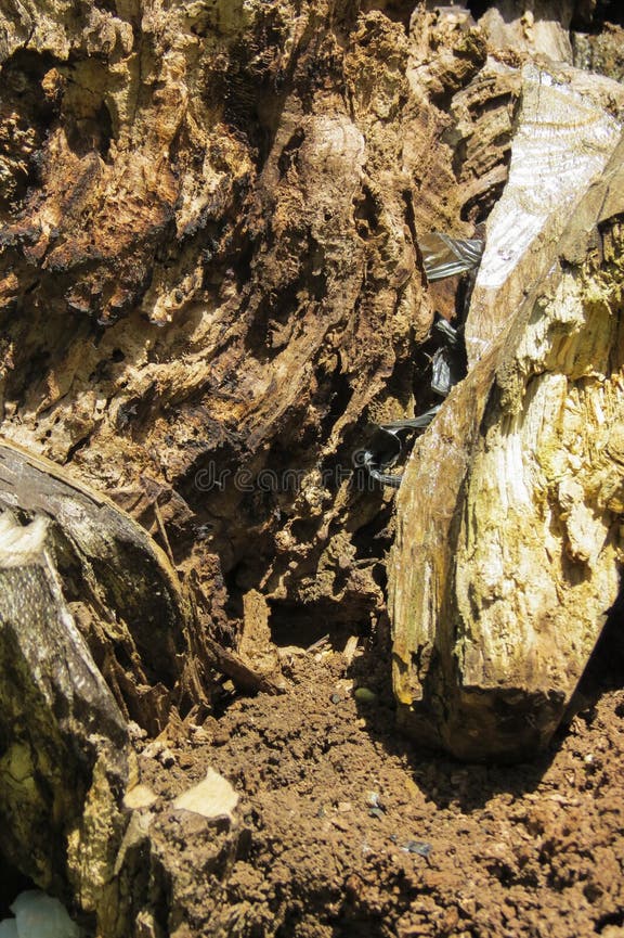 Rotting wood background stock photo. Image of worn, texture - 31769518