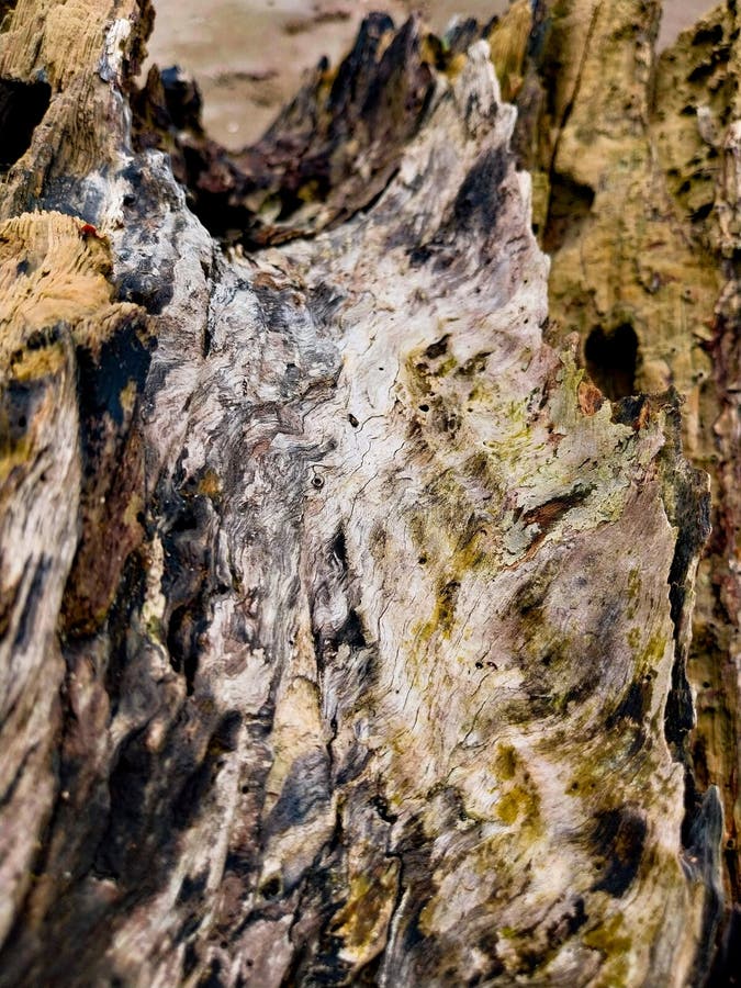Rotting wood on the beach stock photo. Image of plant - 268915802